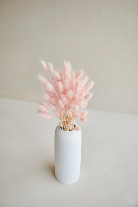 Bunny Tails - Light Pink (60 stems) – For Love Of Pampas