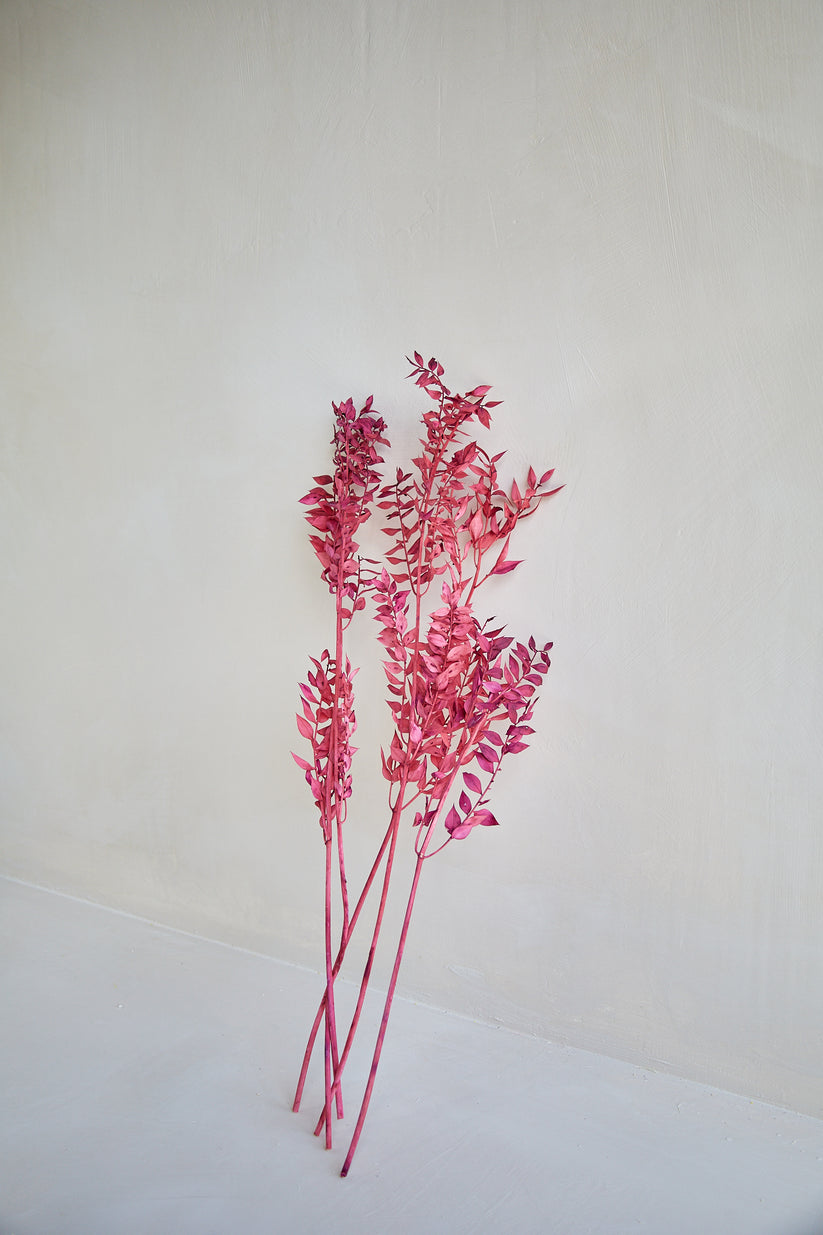 Ruscus Leaves - Red – For Love Of Pampas